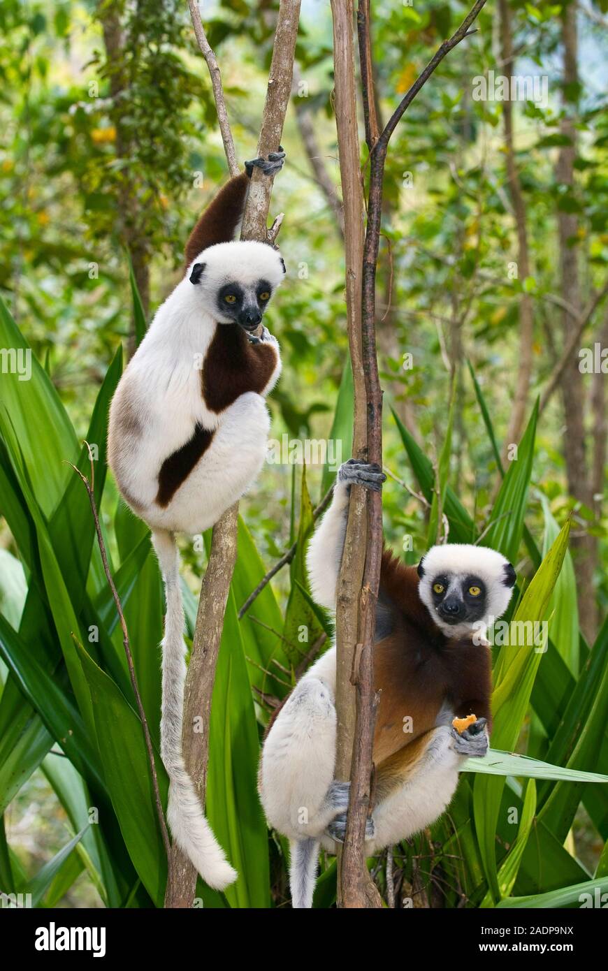Coquerel's sifaka (Propithecus coquereli) lemurs clinging to branches ...