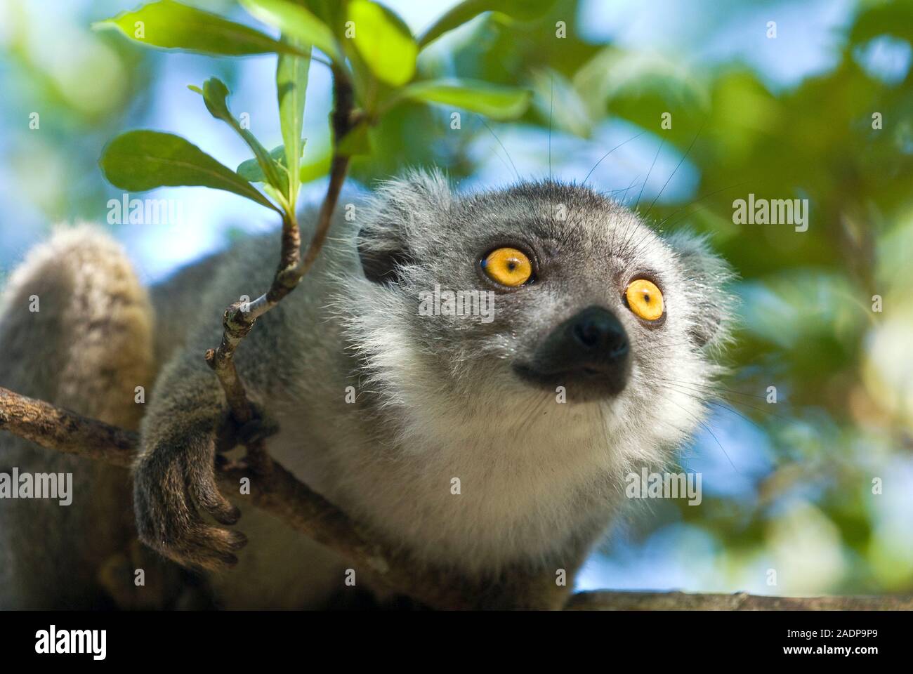 Crowned lemur (Eulemur coronatus) in a tree. Crowned lemurs are endemic ...