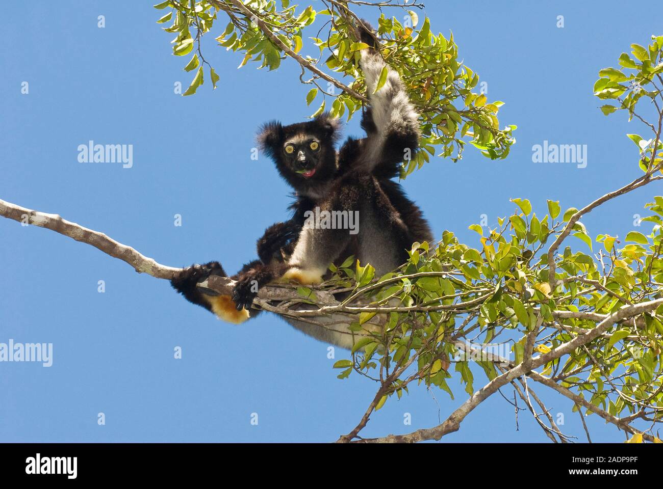 Indri (Indri indri) in a tree. Indris are the largest of the lemurs ...