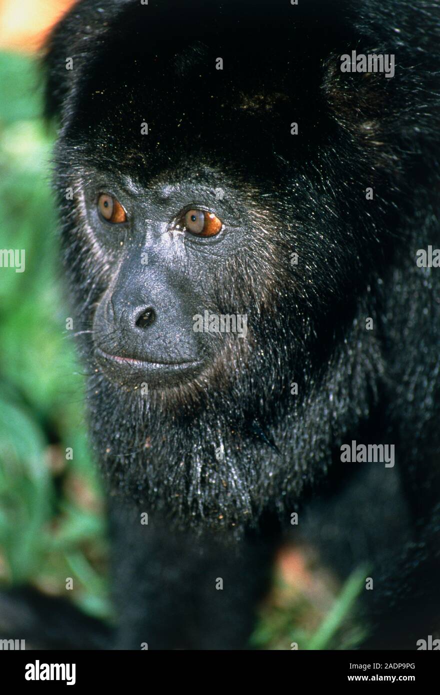 Howler monkey. View of the face of a black howler monkey (Alouatta ...