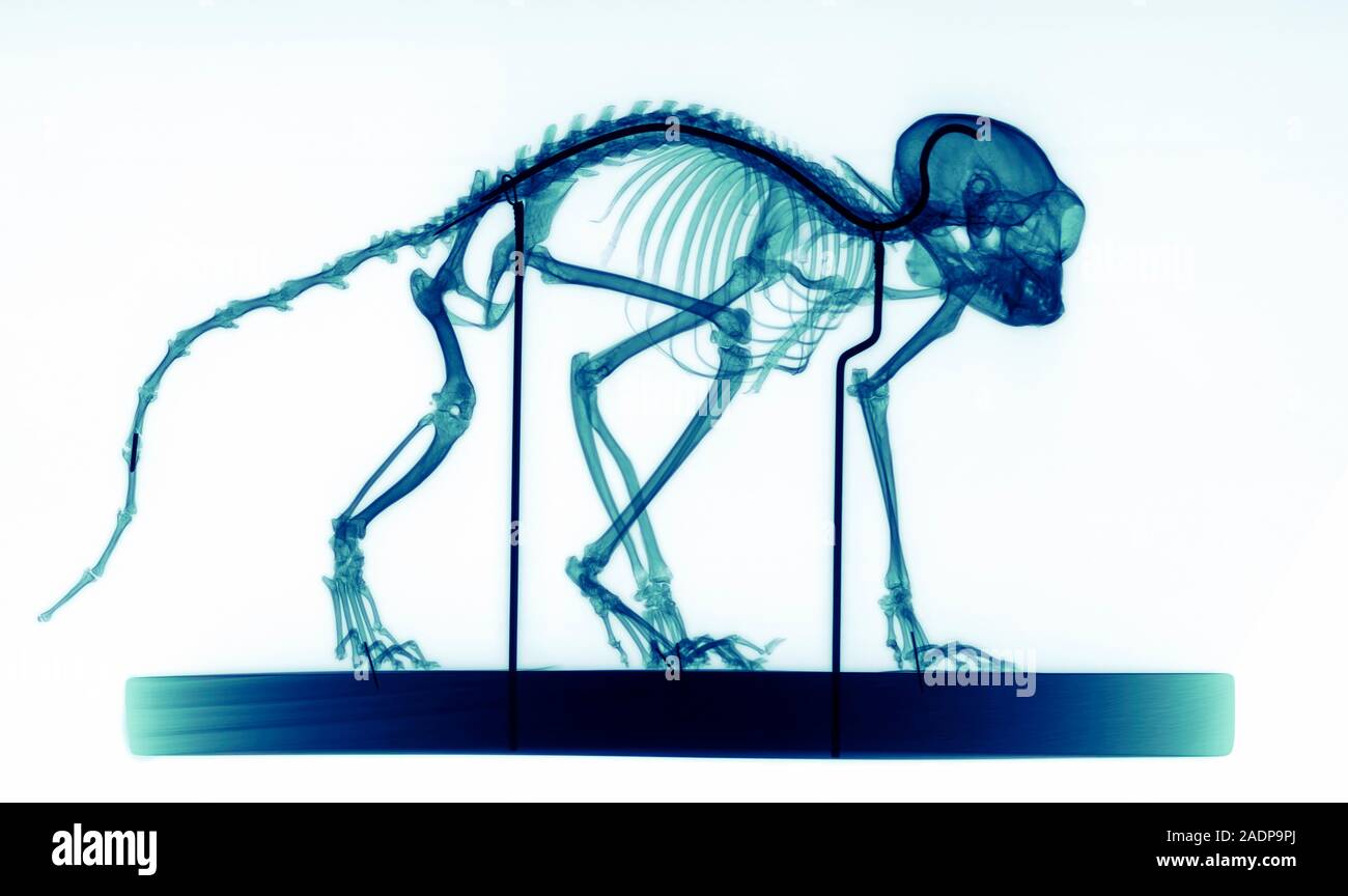 Marmoset skeleton. Coloured X-ray of a marmoset monkey (genus ...