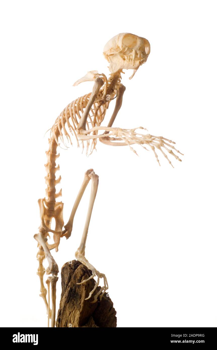 Cotton-headed tamarin (Sanguinus oedipus). Side view of the skelton of ...