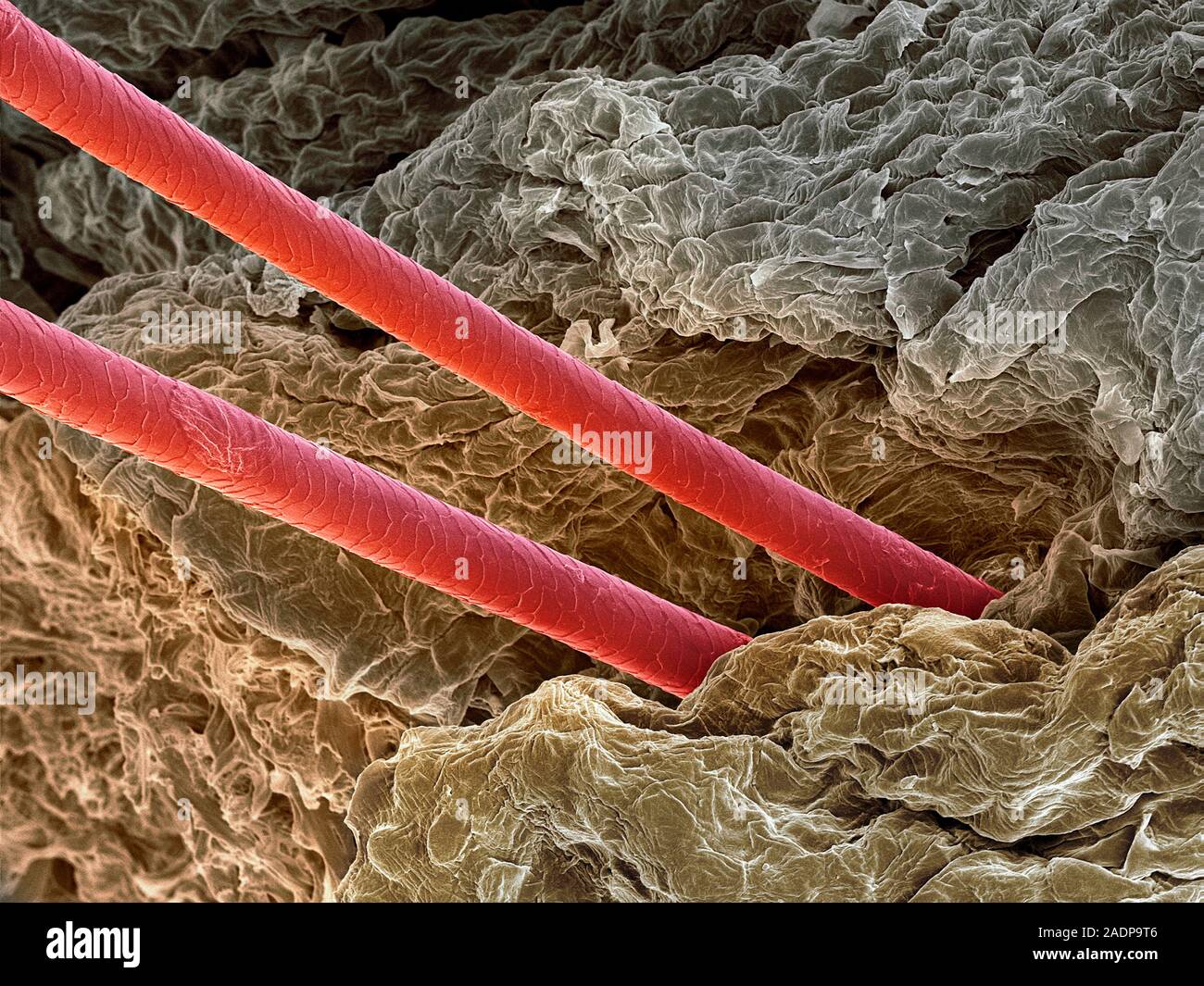Tamarin's skin. Scanning electron micrograph of a tamarin's (Saguinus ...