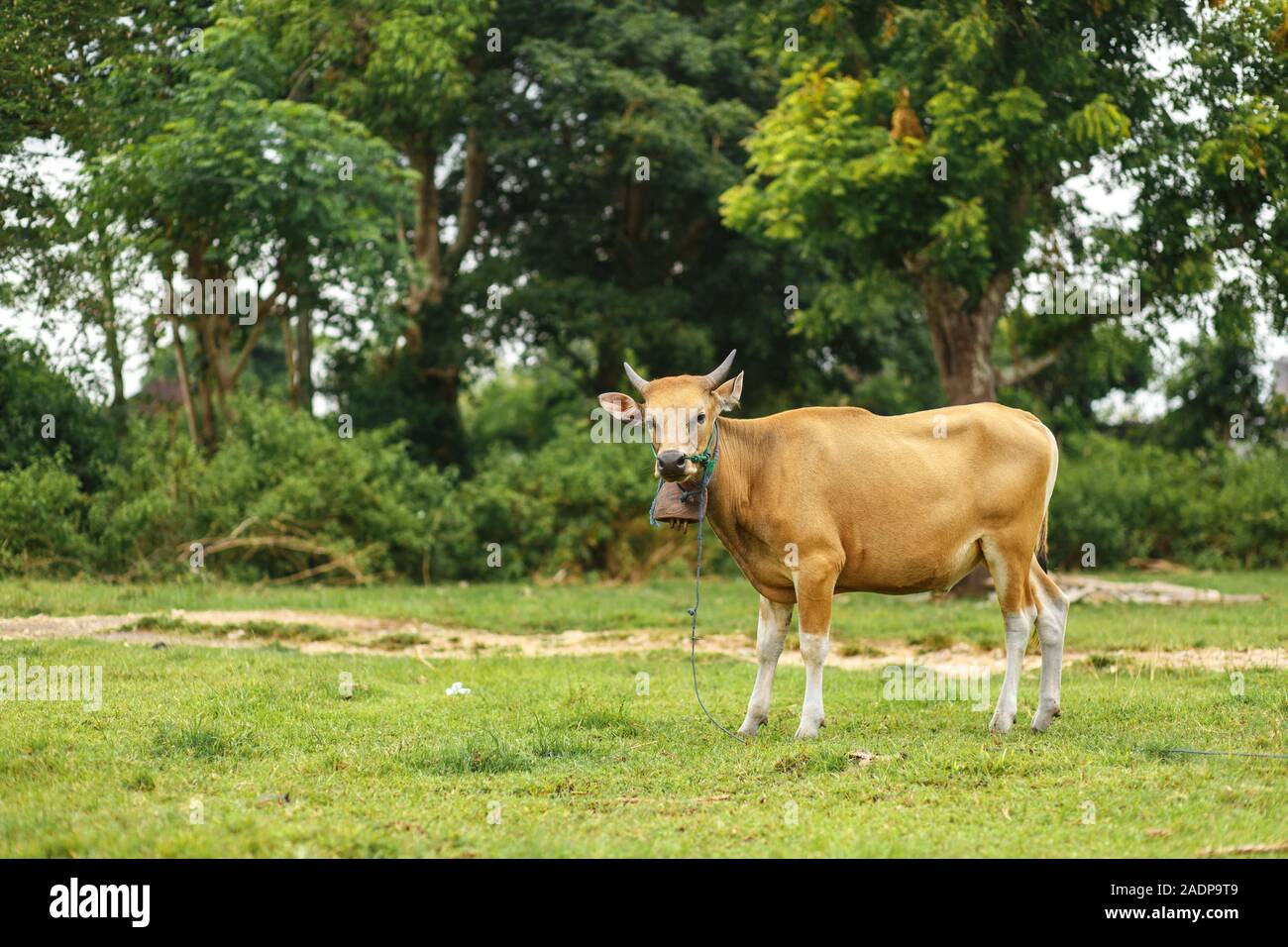 Portrait of a tropical light Asian cow grazes on green grass Stock ...