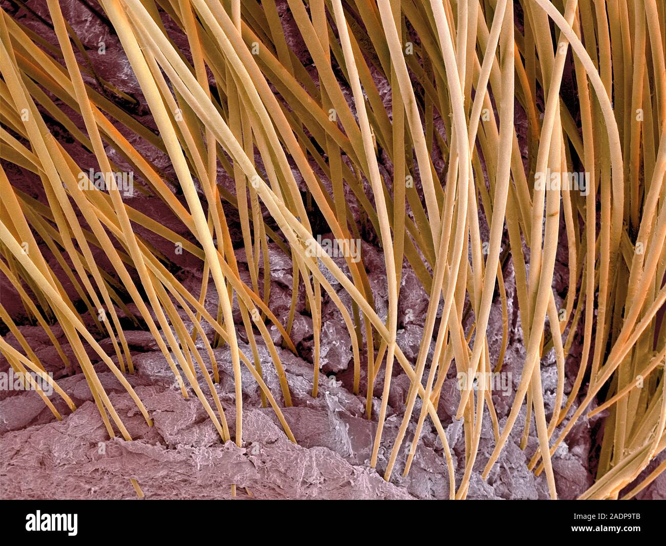 Tamarin's skin. Scanning electron micrograph of a tamarin's (Saguinus ...