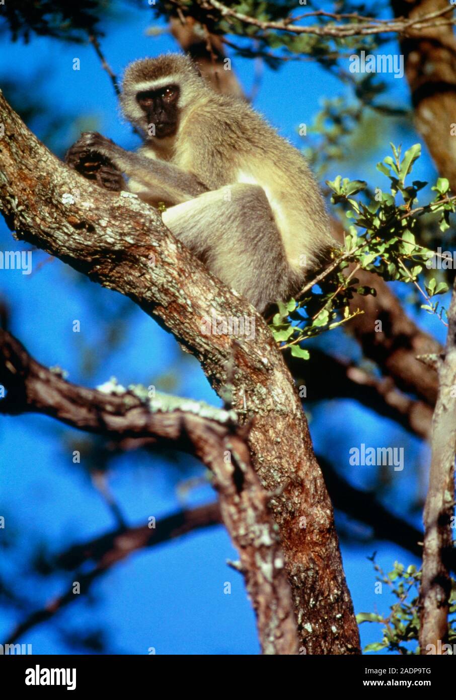 Vervet monkey, or savannah monkey, (Cercopithecus aethiops) in a tree ...