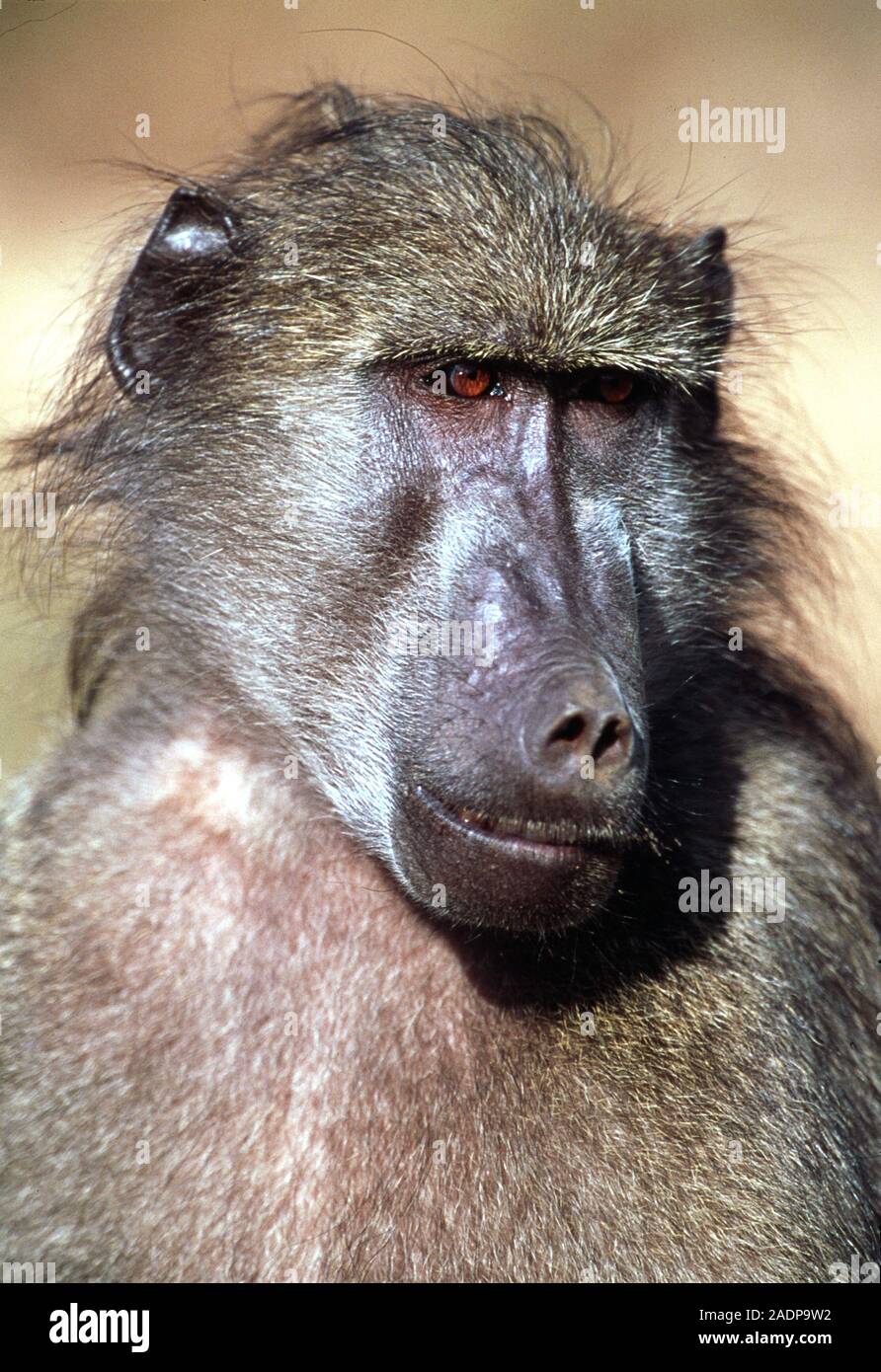 Yellow baboon (Papio cynocephalus). This primate lives in large social ...
