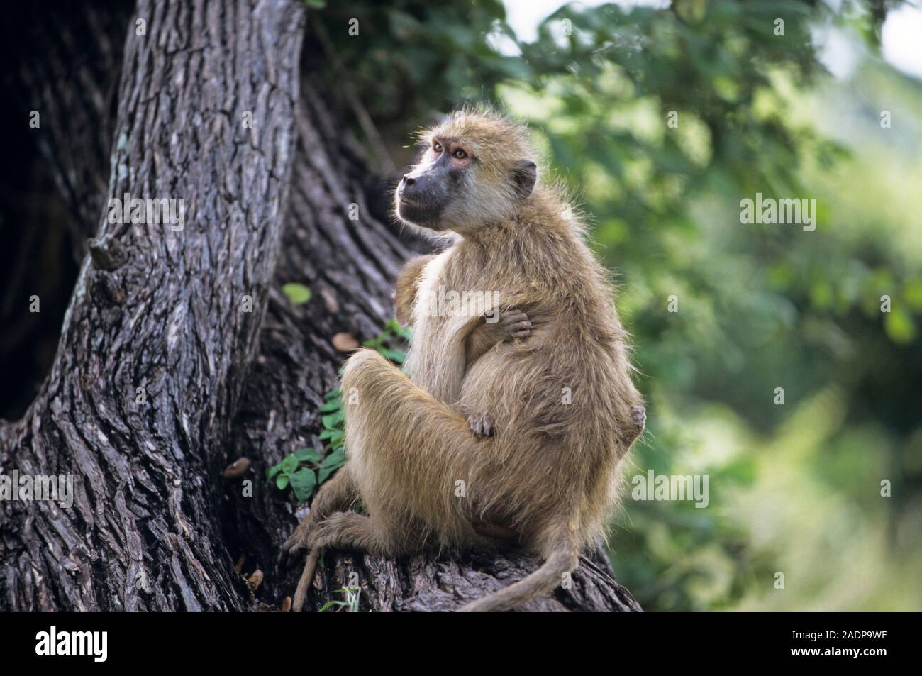 Baboon (Papio sp.) with young sitting on a tree branch. Baboons are the ...