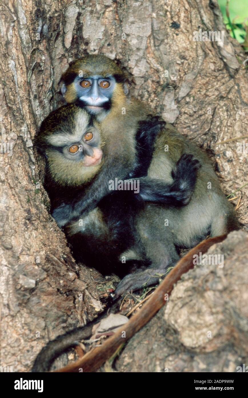 Orphaned guenons. Moustached guenon (Cercopithecus cephus) (right) and ...