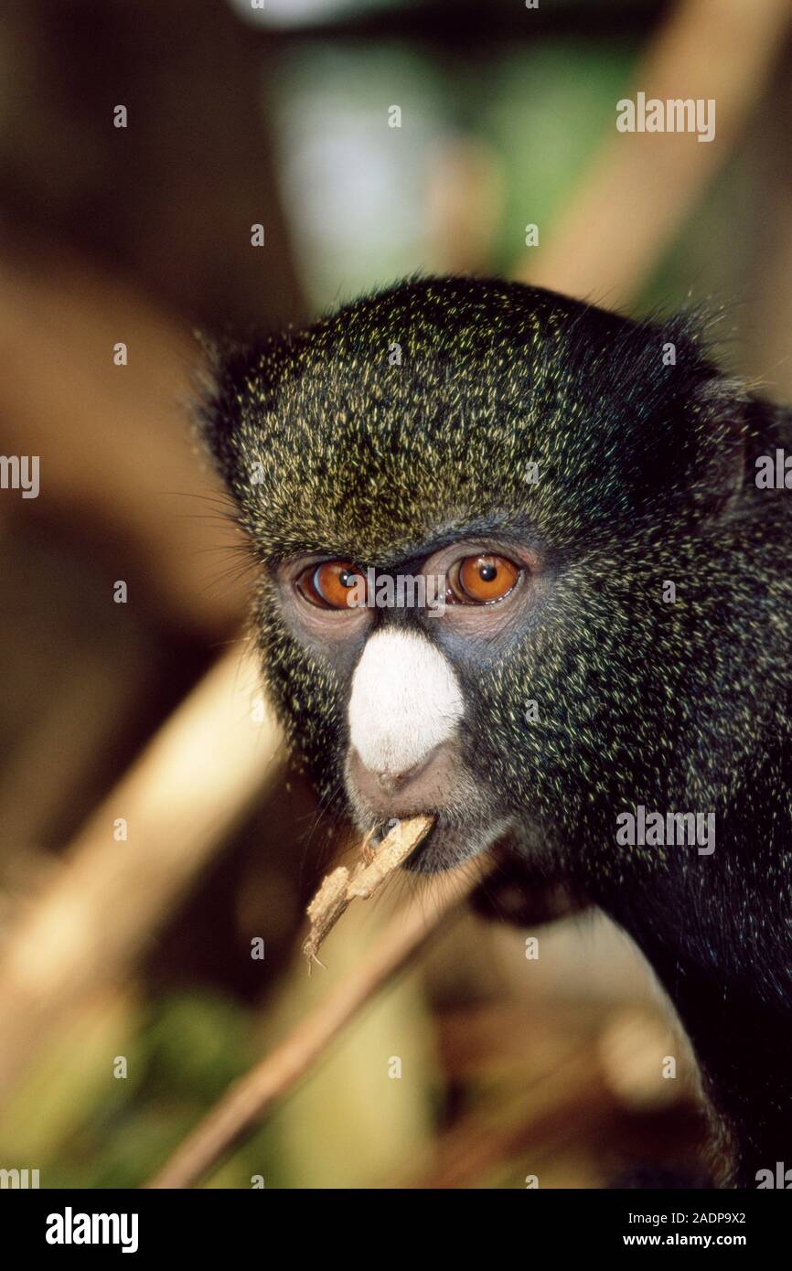 Putty-nosed guenon (Cercopithecus nicititans). The greater spot-nosed ...