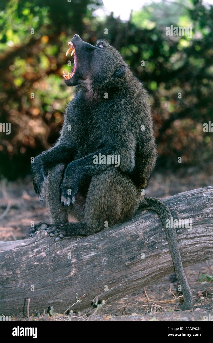 Yawning olive baboon (Papio anubis) also known as the anubis baboon ...