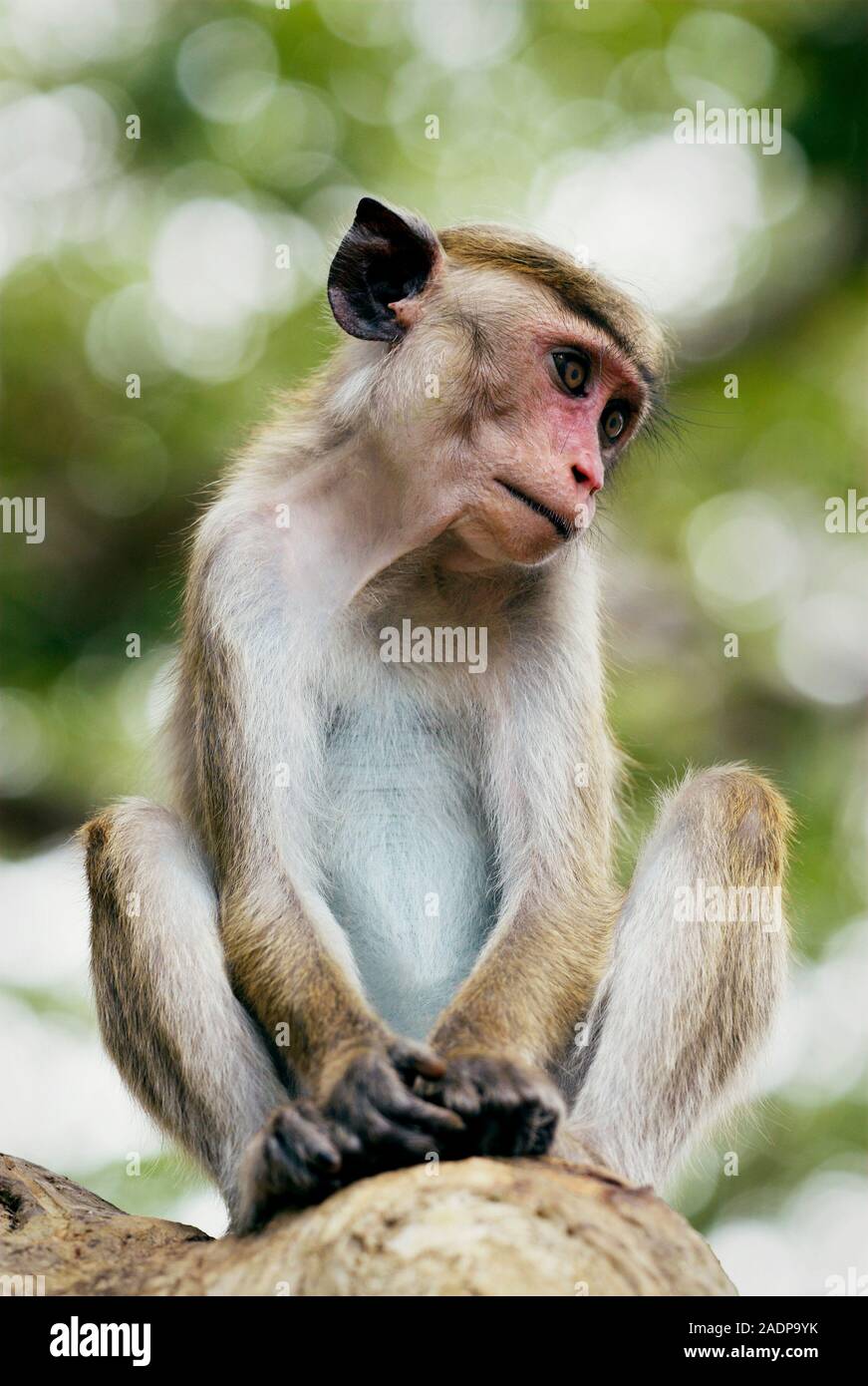 Toque Macaque