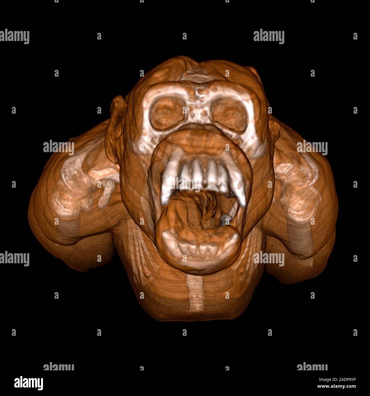 Chimpanzee. Coloured magnetic resonace imaging (MRI) scan showing the ...