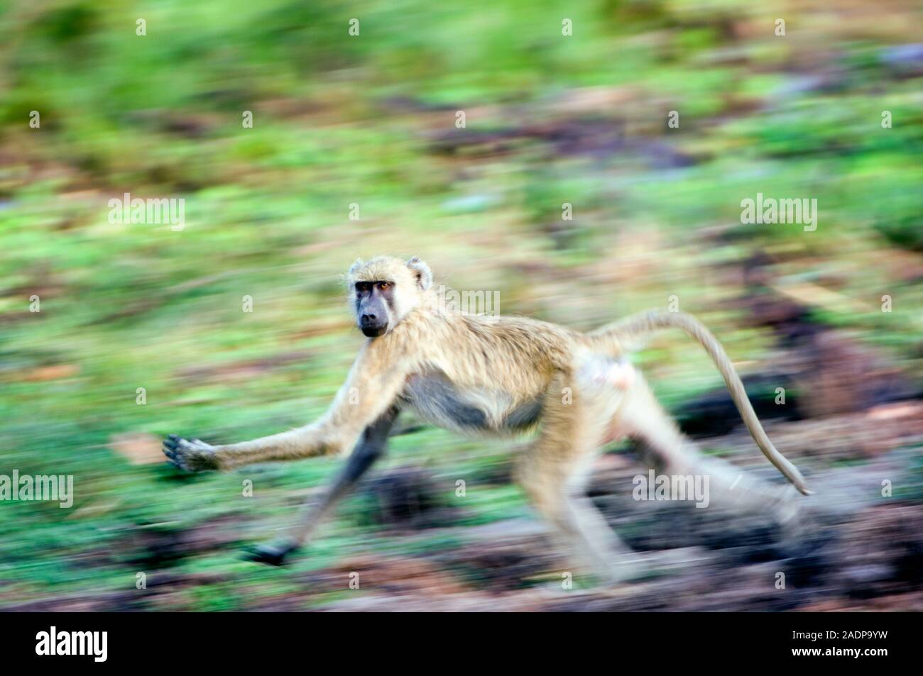 Baboon (Papio sp.) running. Baboons are very social animals living in ...