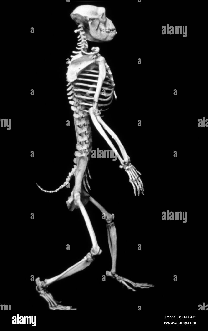 Macaque standing on two legs, X-ray. The macaque (Macaca sp.) was ...