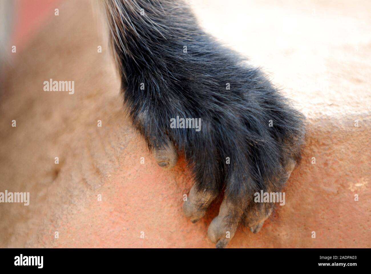 Langur monkey hand (Semnopithecus sp.). Langur monkeys are distributed ...