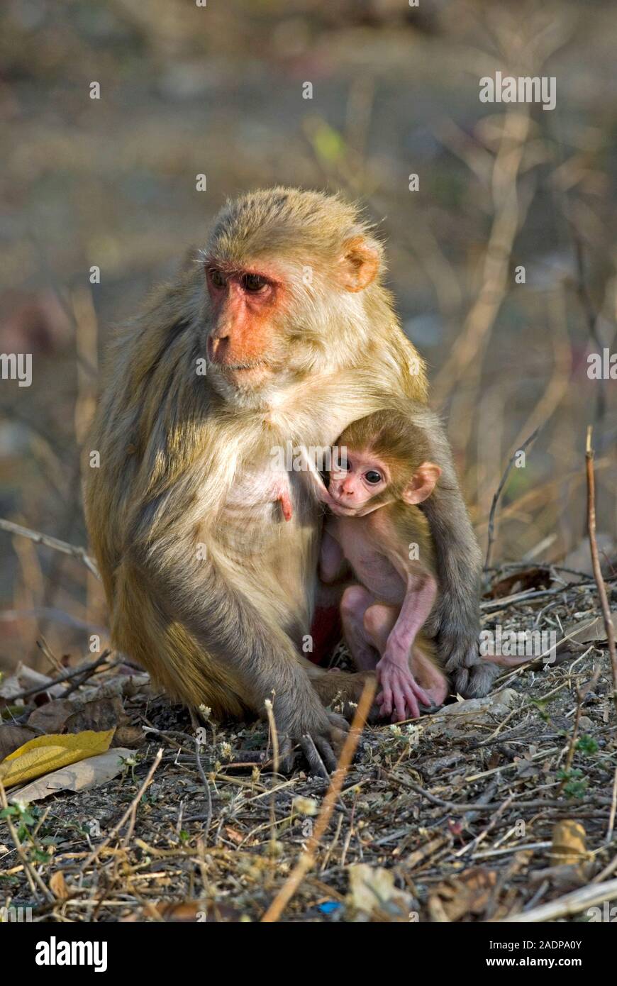 Rhesus monkeys (Macaca mulatta). Female rhesus monkey with its young ...