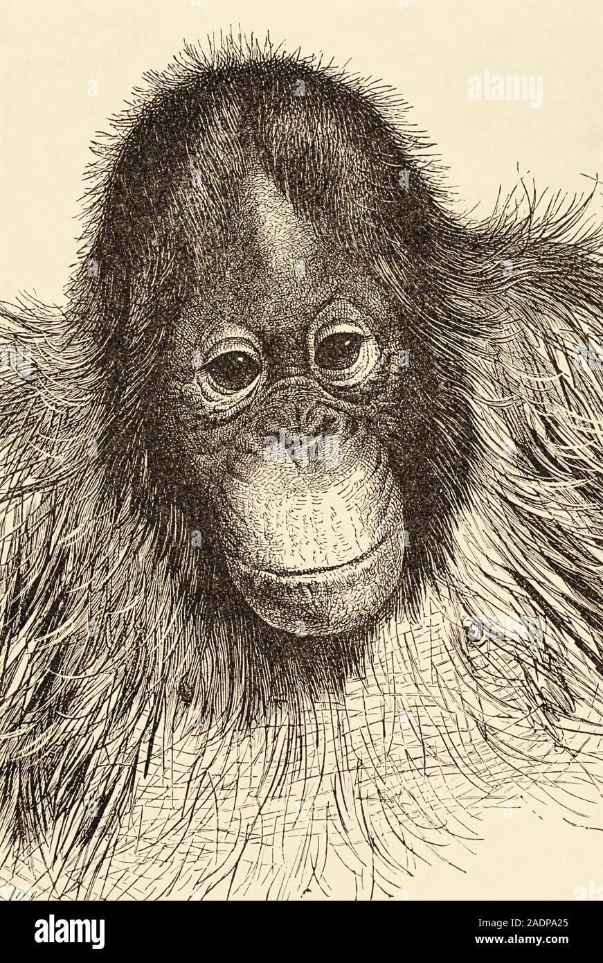 Nineteenth century engraving of the Orang-utan, Pongo pygmaeus. Of all ...