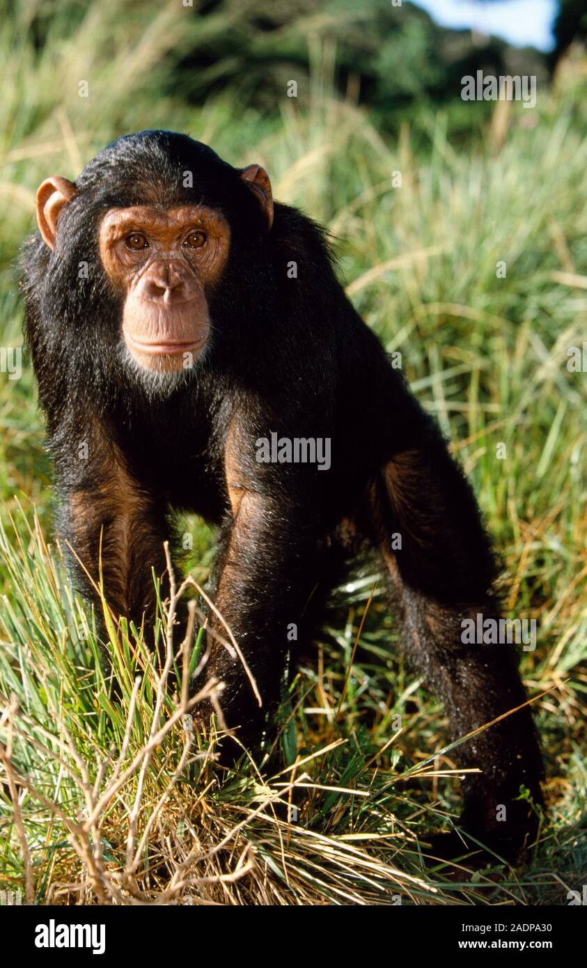 Chimpanzee (Pan troglodytes) in grass. The chimpanzee inhabits forests ...