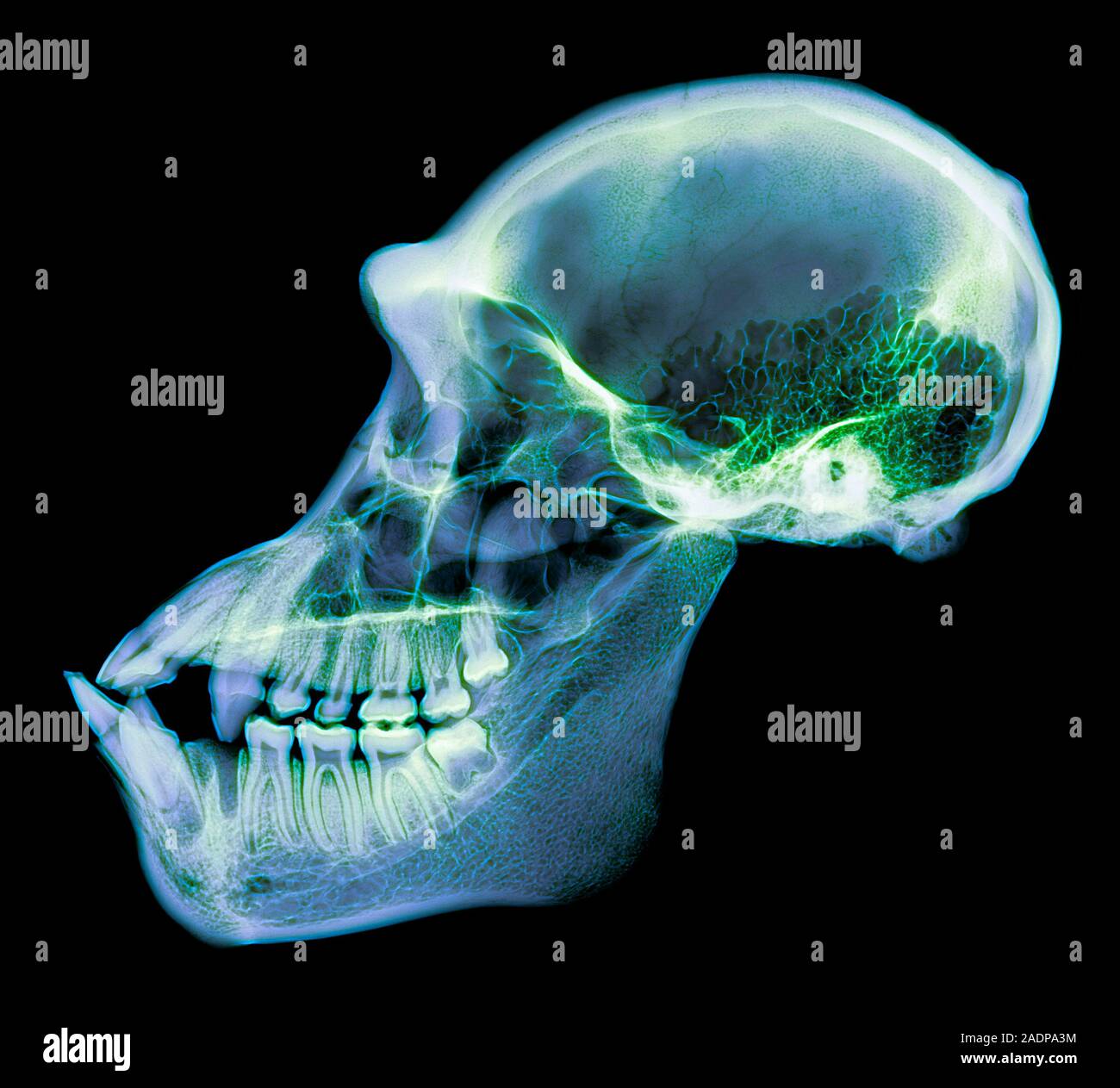 Chimpanzee skull. Coloured X-ray of a side view of a chimpanzee's (Pan ...
