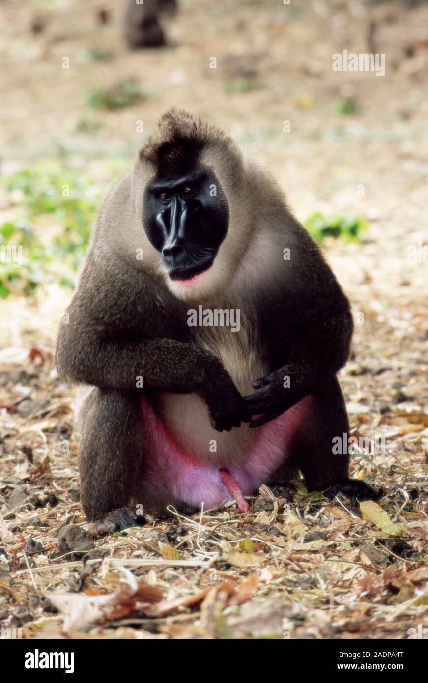 Male drill (Mandrillus leucophaeus). The drill is an extremely ...