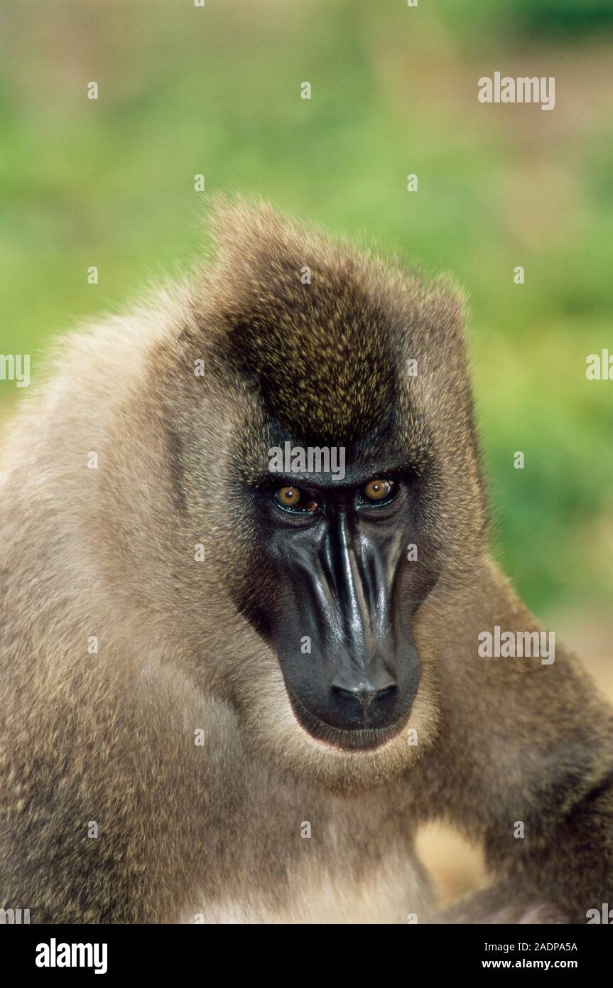 Male drill (Mandrillus leucophaeus). The drill is an extremely ...