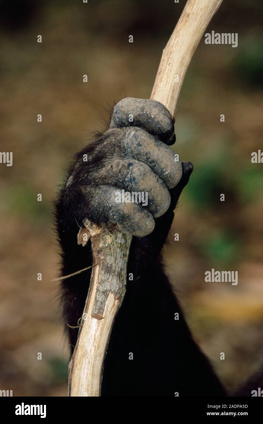 Gorilla's hand. The hand of the Cross river gorilla (Gorilla gorilla ...