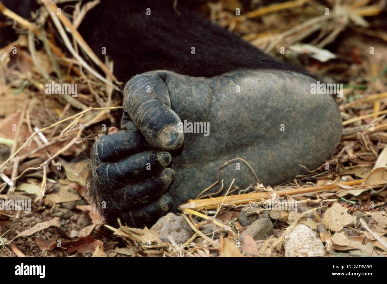 Gorilla's foot. The foot of the Cross river gorilla (Gorilla gorilla diehli). Gorillas are able ...