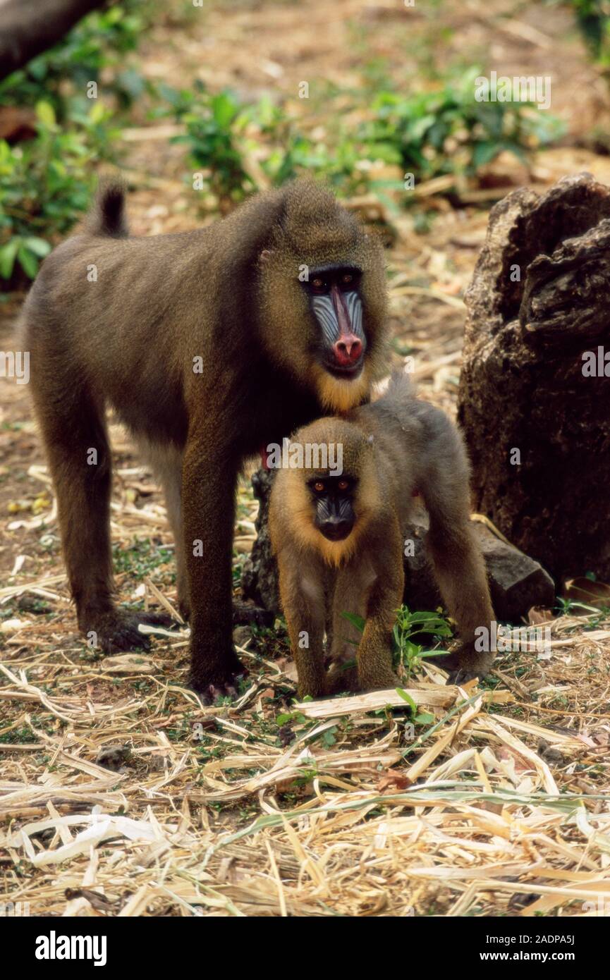 Mandrills. Female mandrill (Mandrillus sphinx) with her infant Stock ...