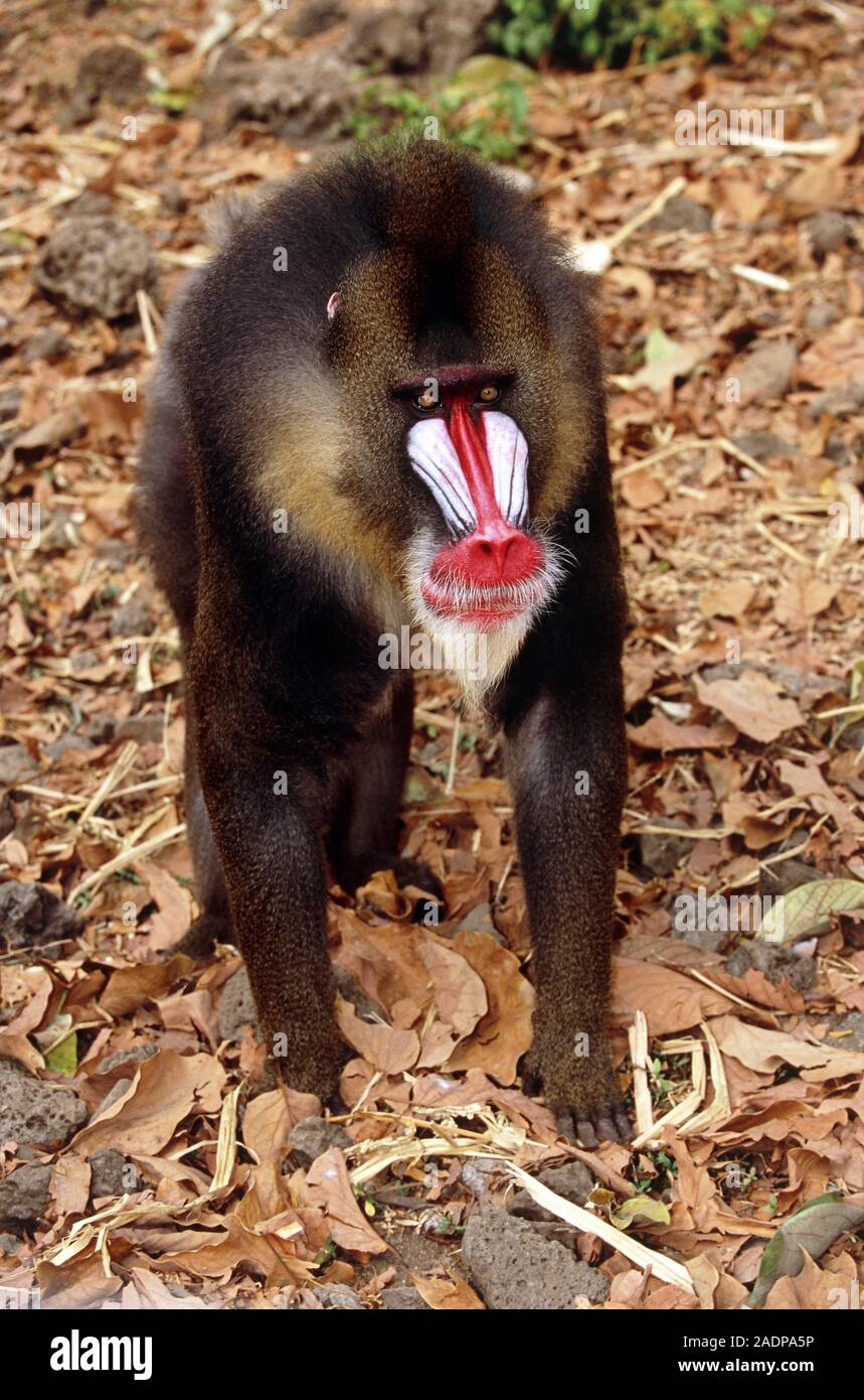 Male mandrill (Mandrillus sphinx). Photographed at Limbe Wildlife ...