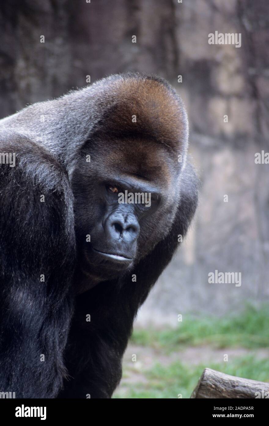 Western lowland gorilla (Gorilla gorilla gorilla). Photographed at New ...