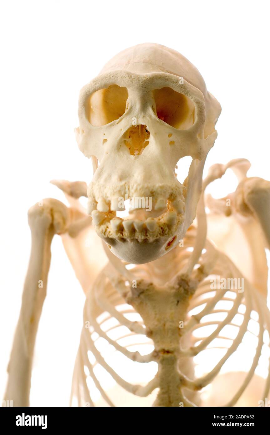 Chimpanzee (Pan troglodytes). Front view of the skull and upper ...