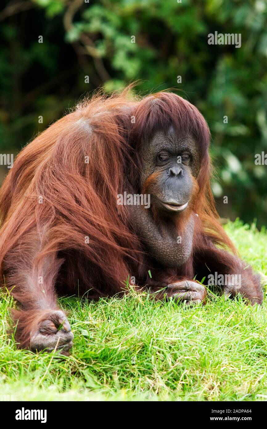 Orang-utan (Pongo pygmaeus) grabbing a handful of grass. Orang-utans ...