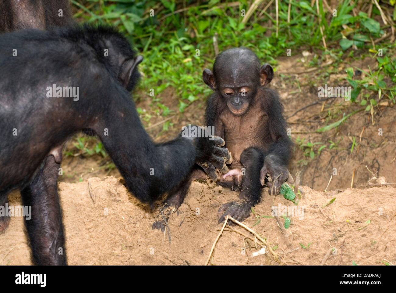 Infant bonobo ape (Pan paniscus) urinating. Its mother is throwing sand ...