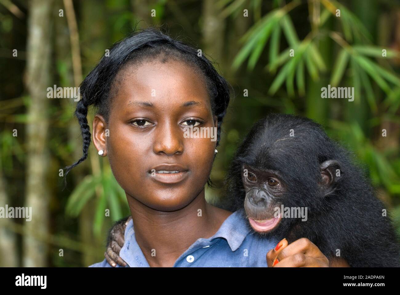 MODEL RELEASED. Bonobo ape conservation. Conservation worker carrying a ...