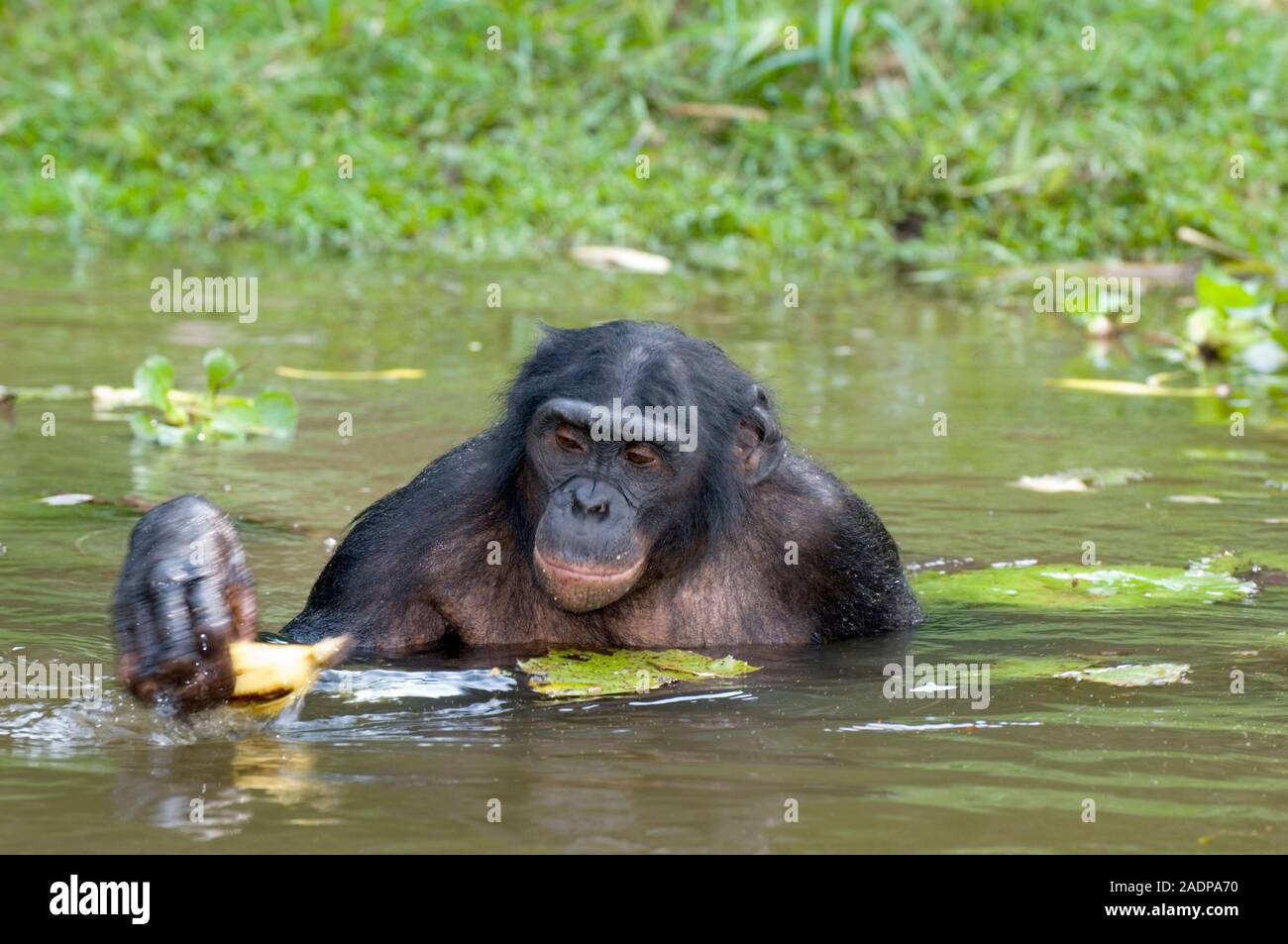 Bonobo ape (Pan paniscus) sitting in water, holding a banana. This ...