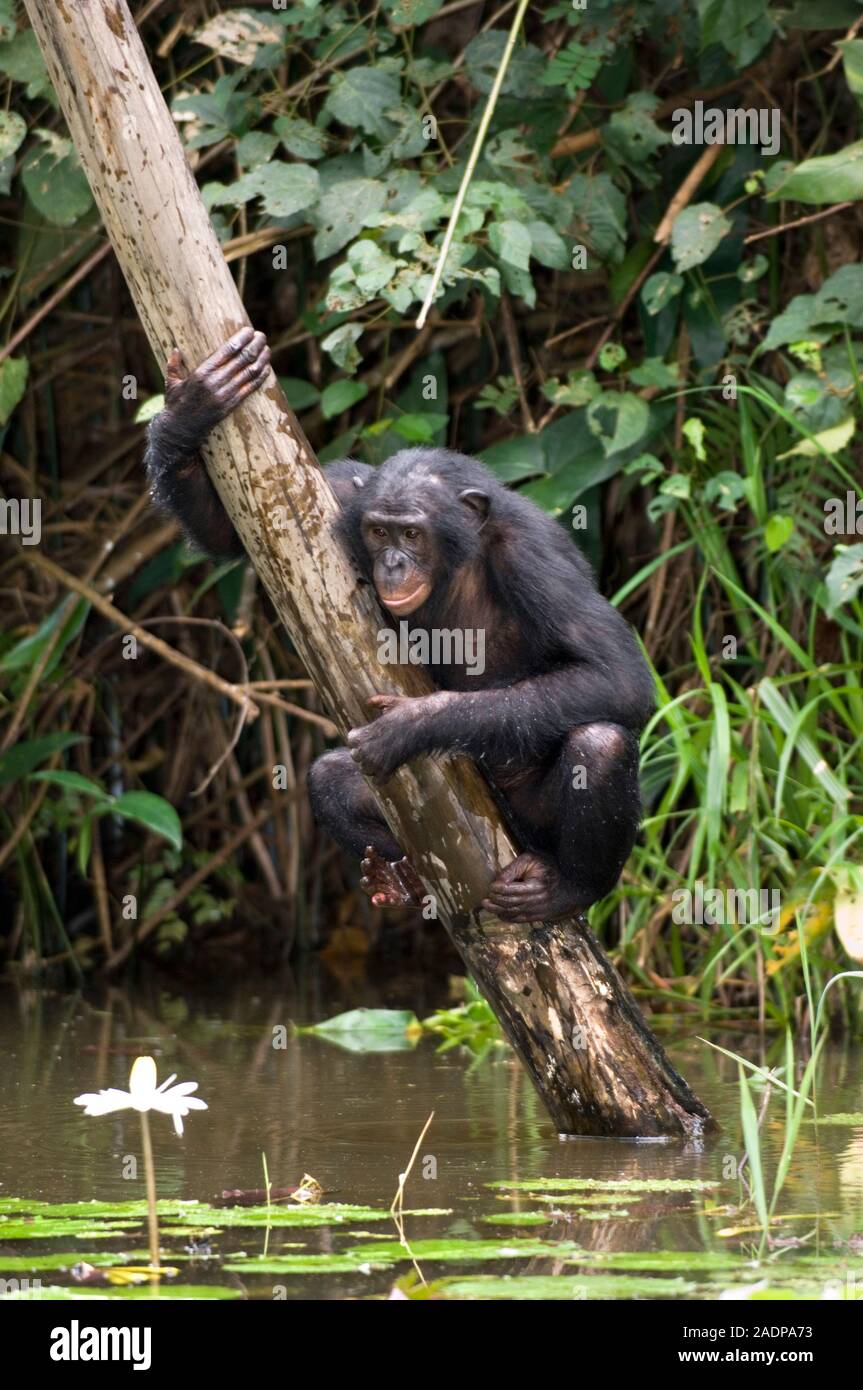 Bonobo ape (Pan paniscus) climbing a tree trunk. This species of ...