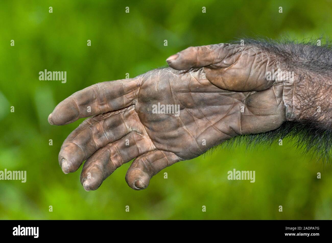 Bonobo ape (Pan paniscus) hand. All primates have five digits on each ...