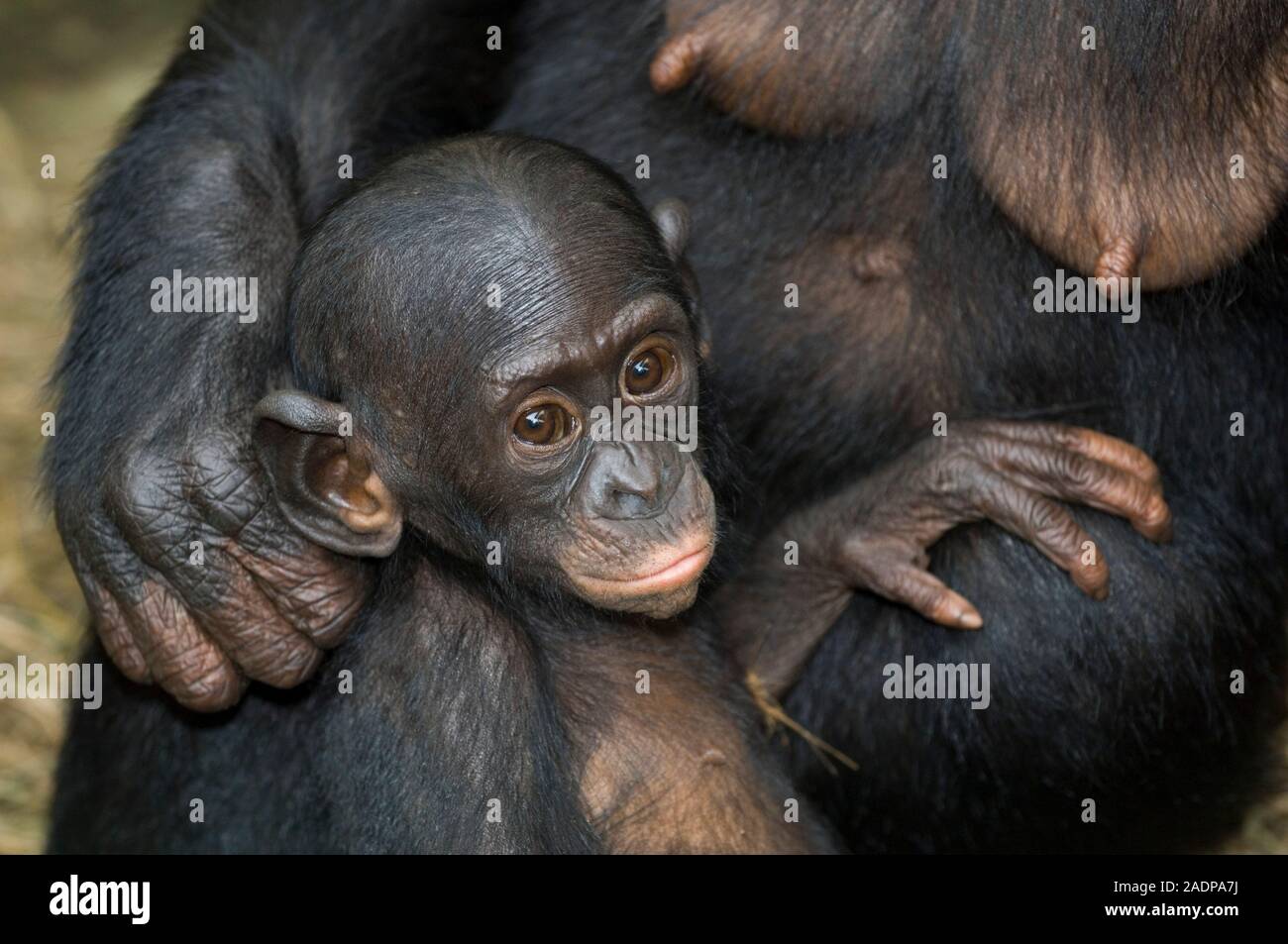Bonobo ape infant (Pan paniscus) with its mother. This species of ...