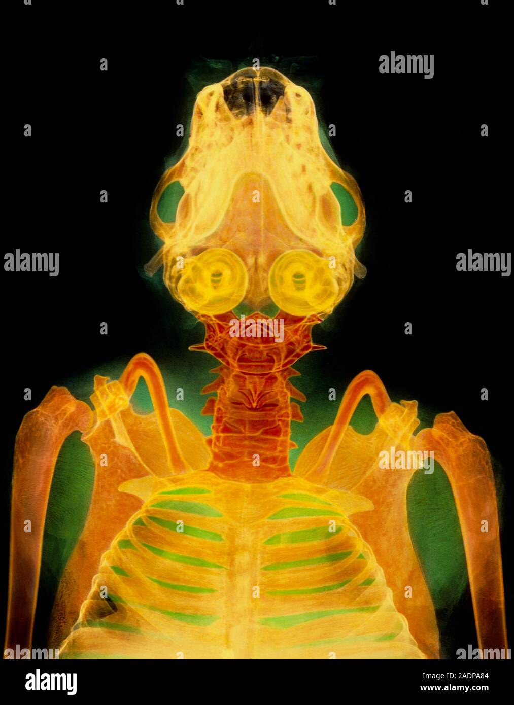 Bat skull. Coloured X-ray of the skull of a bat showing well-developed ...
