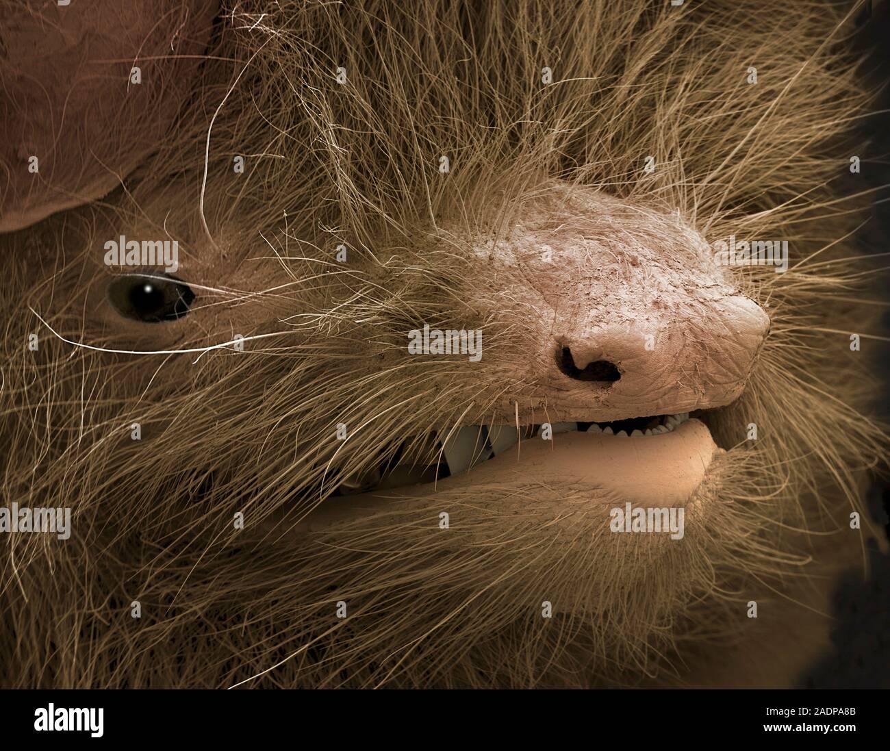 Face of a pipistrelle bat. Scanning electron micrograph (SEM) of the ...