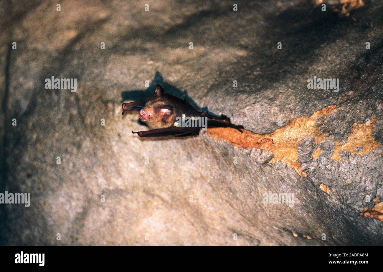 Bat on cave roof, Deer Cave, Borneo. Deer Cave in Borneo is home to ...