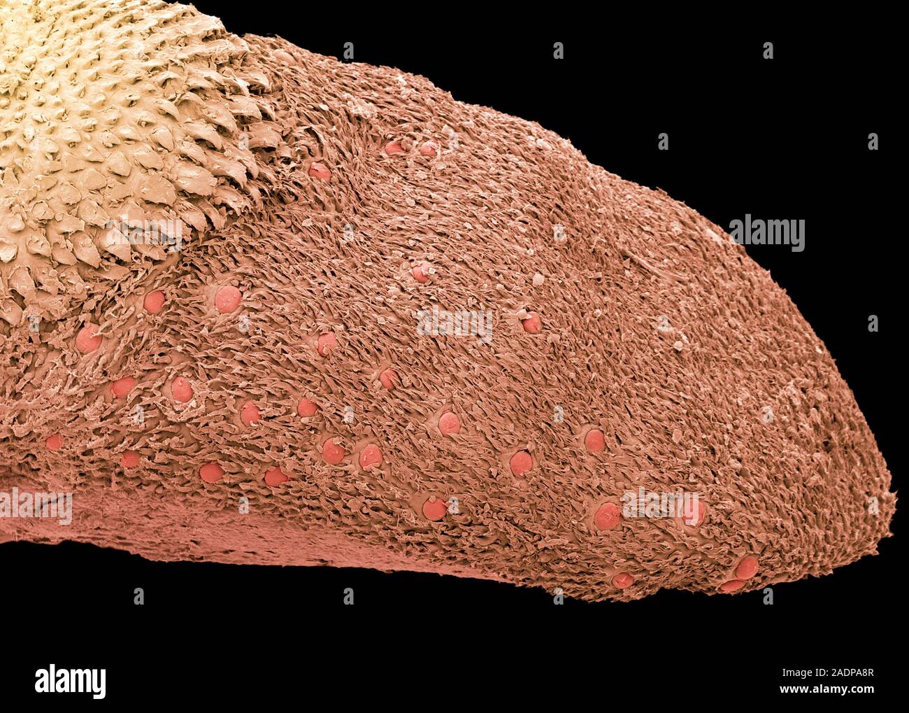 Pipistrelle bat tongue. Coloured scanning electron micrograph (SEM) of ...