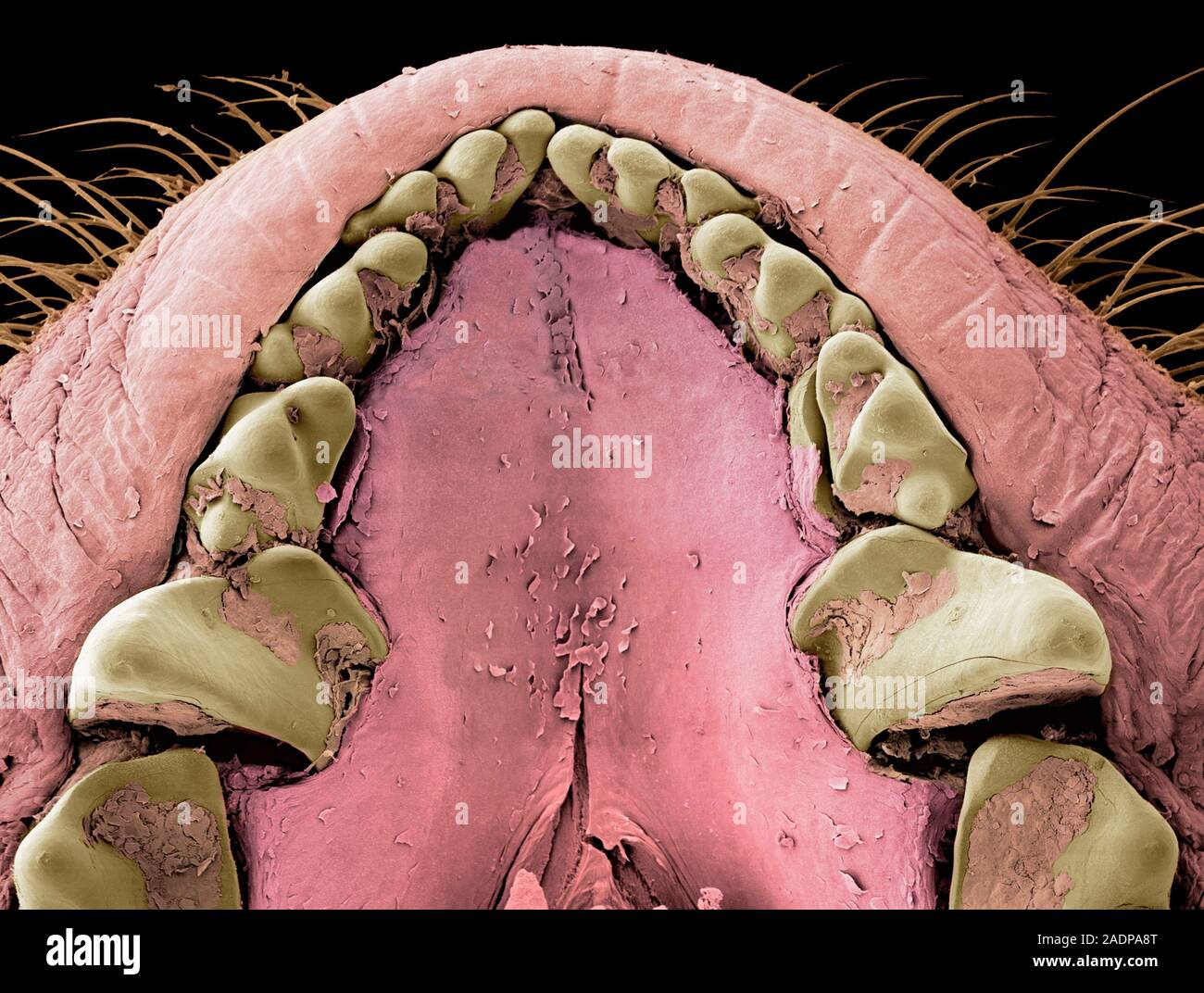 Pipistrelle bat jaw. Coloured scanning electron micrograph (SEM) of the ...