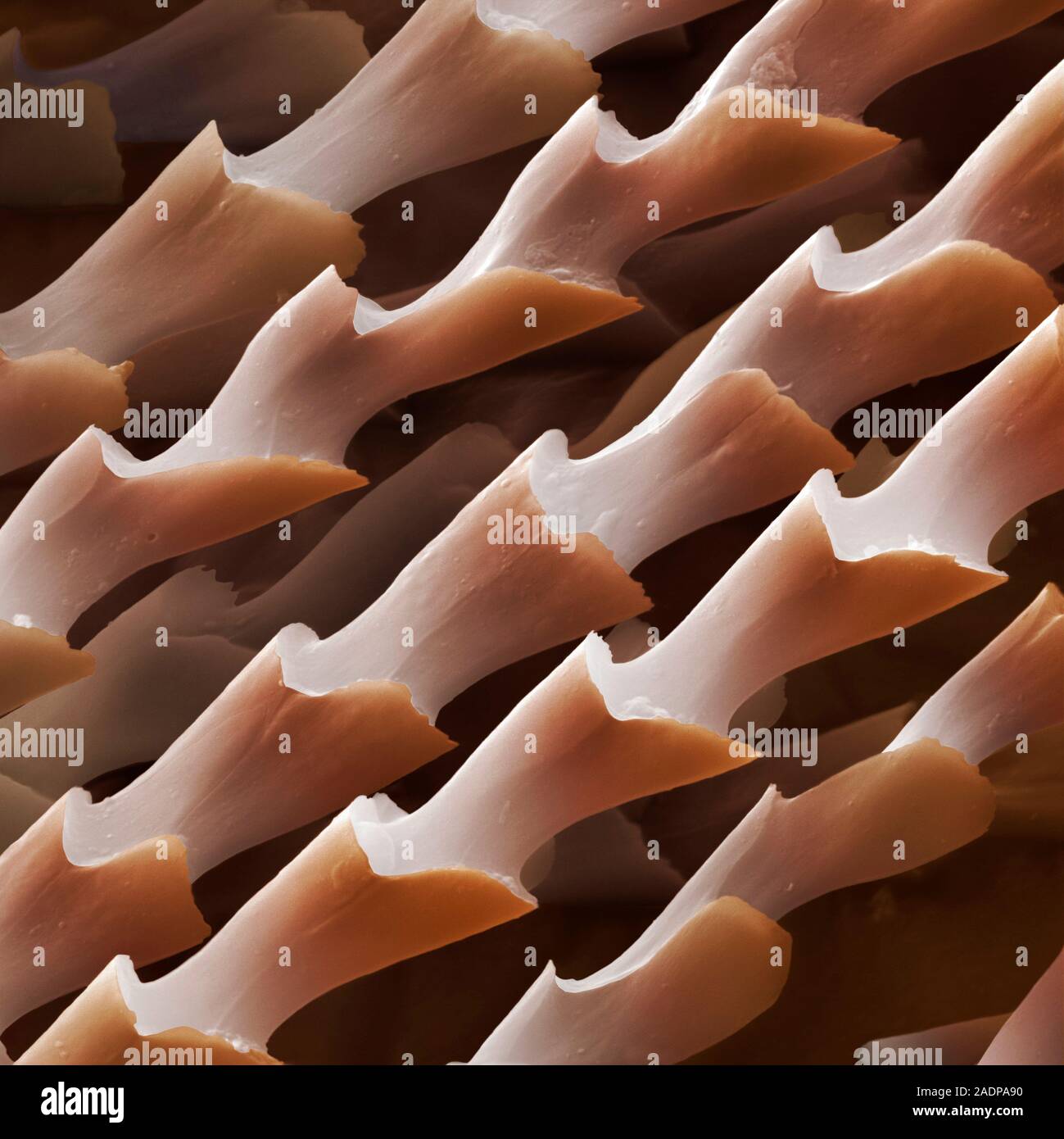 Bat hairs. Coloured scanning electron micrograph (SEM) of hairs from ...