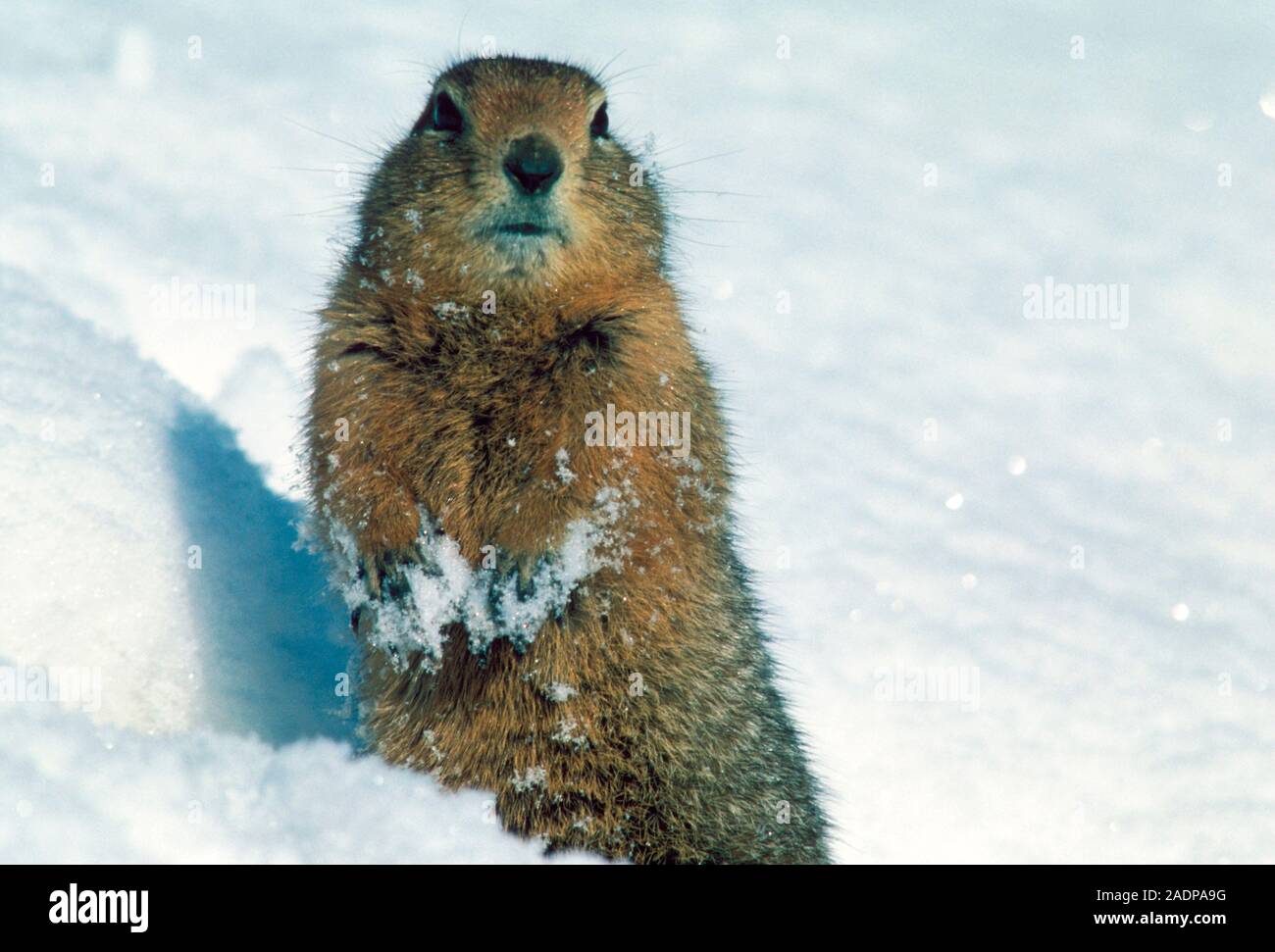 Arctic ground squirrel. View of a standing arctic ground squirrel ...