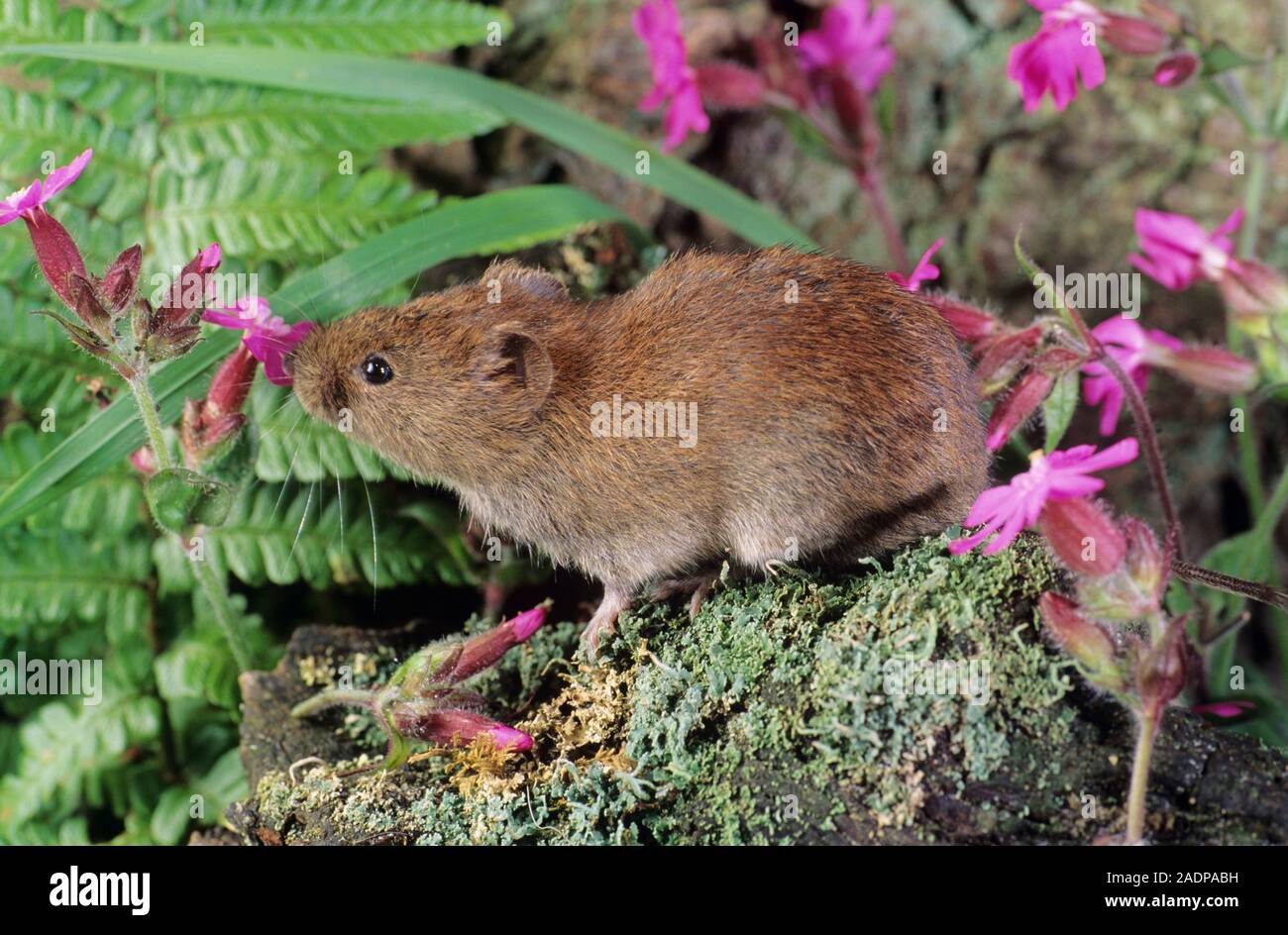 Bank vole (Clethrionomys glareolus). Native to Europe and Central Asia ...