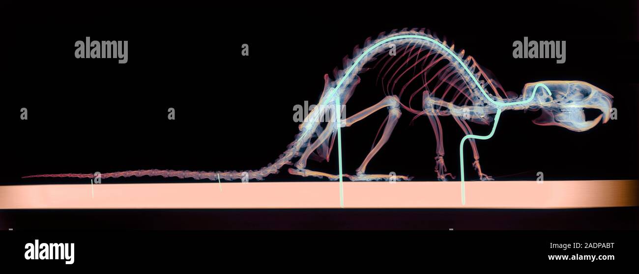 Rat skeleton. Coloured X-ray of a rat (Rattus sp.) specimen. The rat is ...
