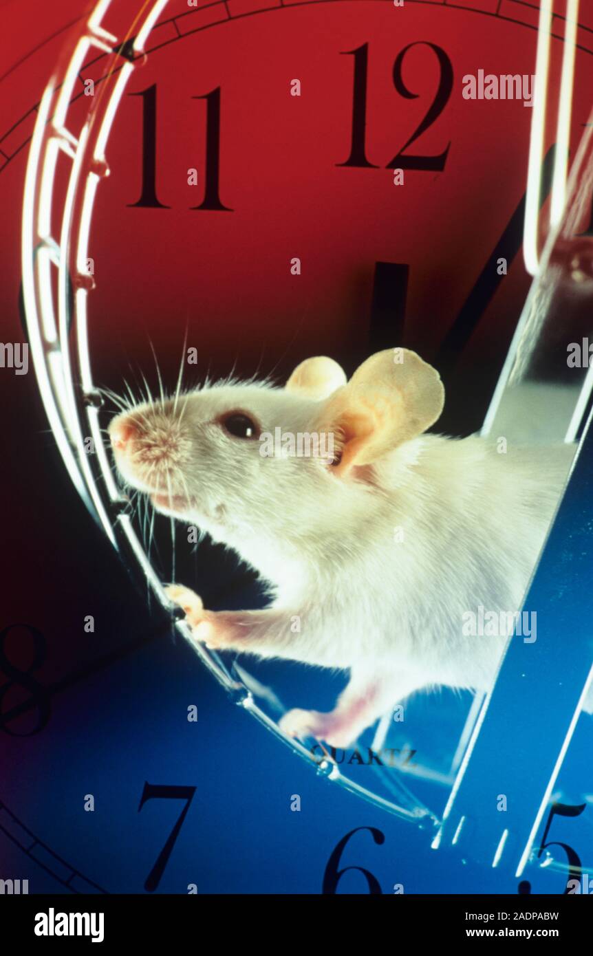 Mouse in a wheel. Close-up of a Mouse (Mus musculus) in an exercise ...