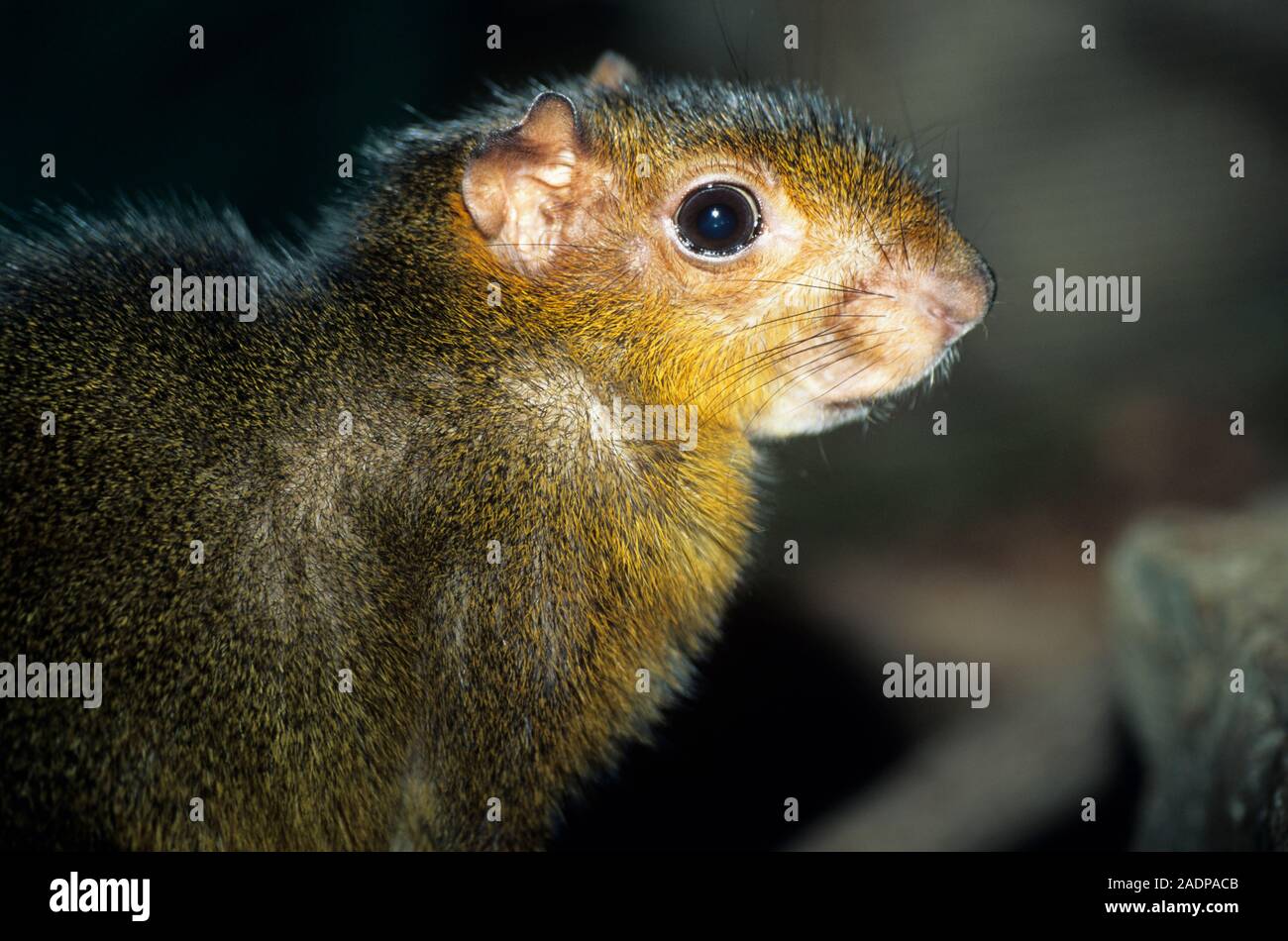 Green acouchi (Myoprocta acouchy). This rodent is found in the forests ...
